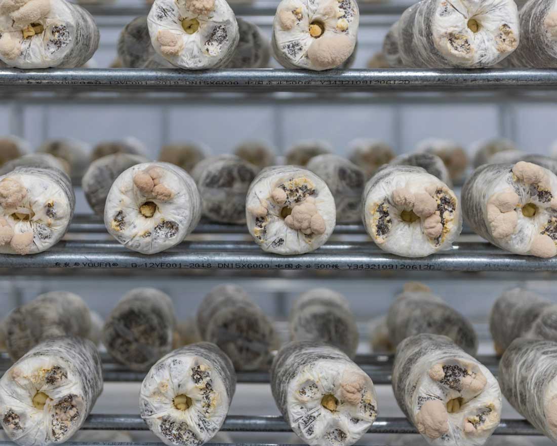 WISK Dubai - Fresh Premium Specialty Mushrooms, Below Farm in UAE.