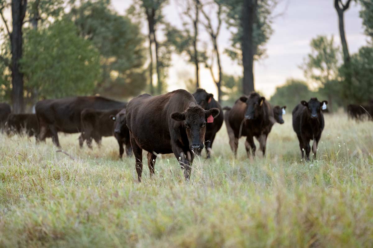 WISK Dubai - Australian Wagyu Beef, Westholme in UAE