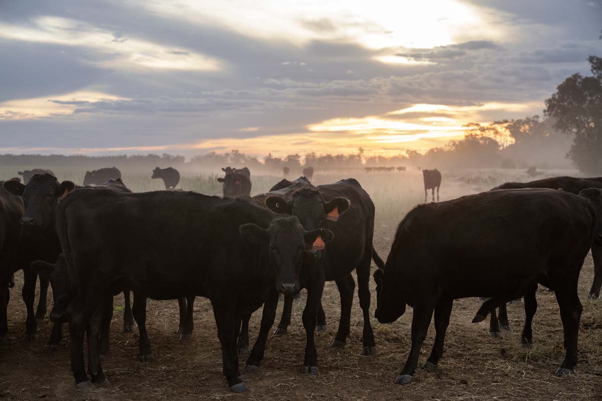 WISK Dubai - Australian Wagyu Beef, Westholme in UAE