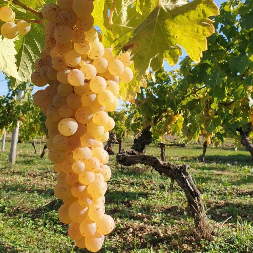 WISK Dubai - Grape Condiment, Bourgoin Verjus in UAE