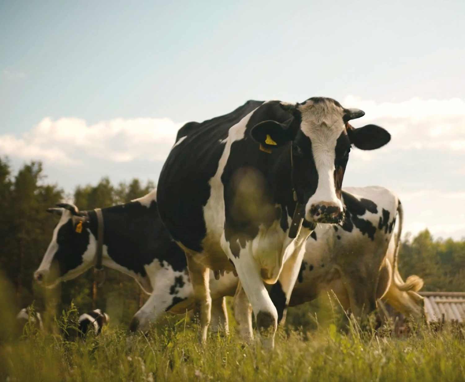 WISK Dubai - The Italian Dairy, Consorzio Virgilio in UAE.