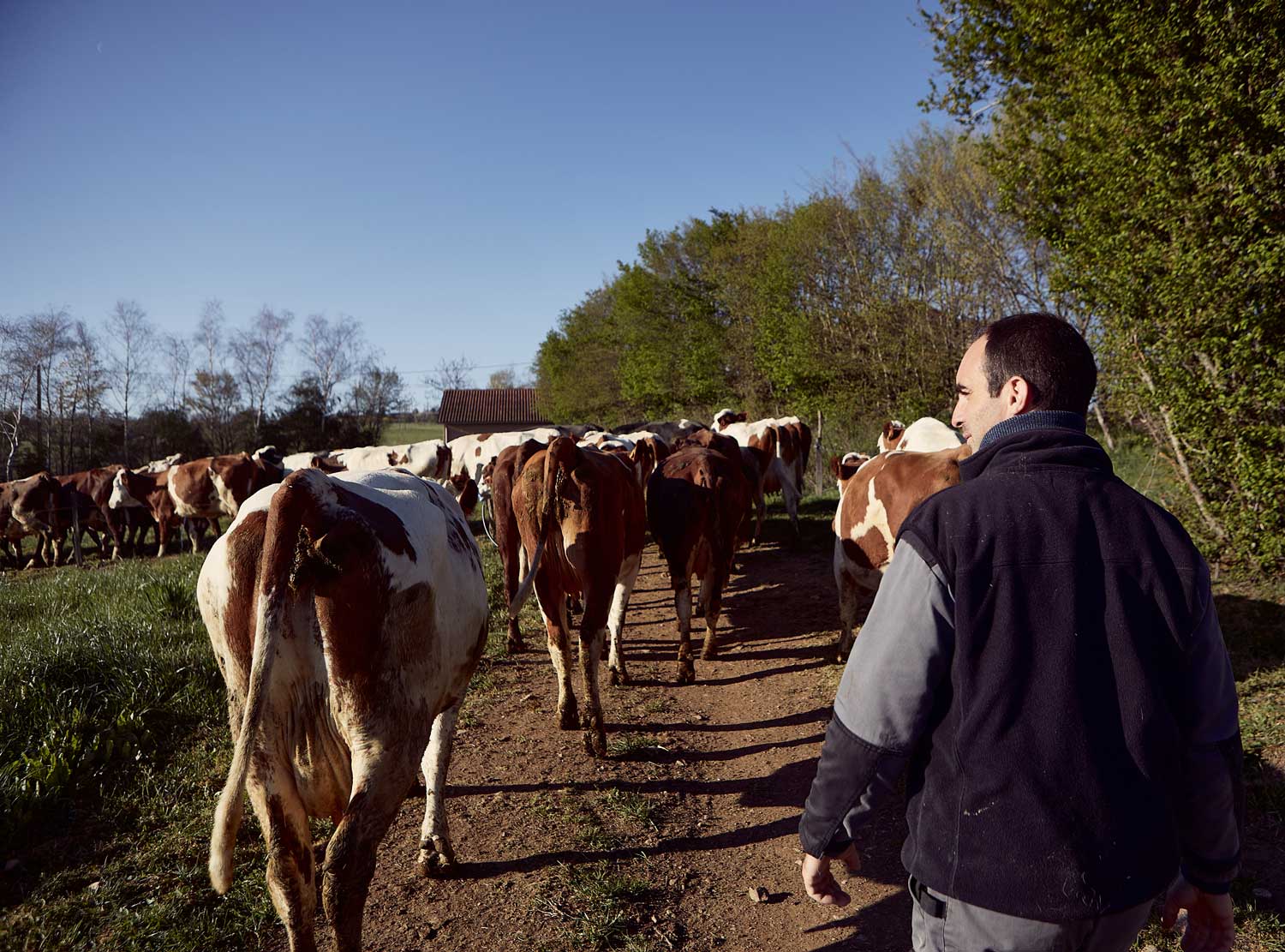 WISK Dubai - French Cheese, Mons in UAE.