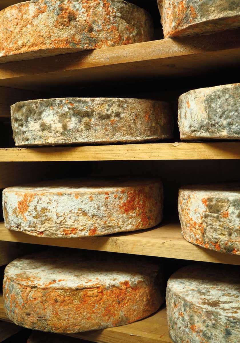 WISK Dubai - Spanish Farmhouse Cheese, Cultivo in UAE.