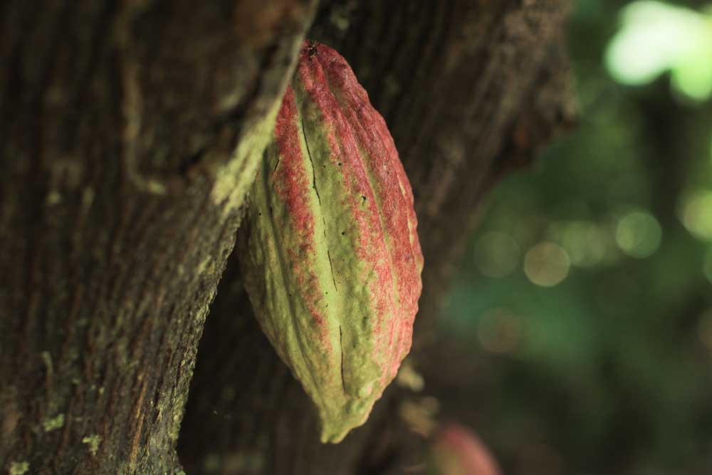 WISK Dubai - Couverture chocolates and pralines, Chocolaterie de l ...