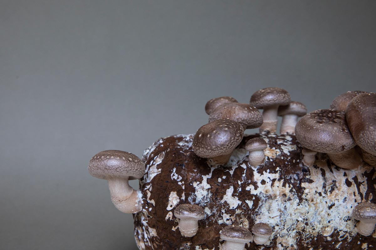 WISK Dubai - Fresh Premium Specialty Mushrooms, Below Farm in UAE.
