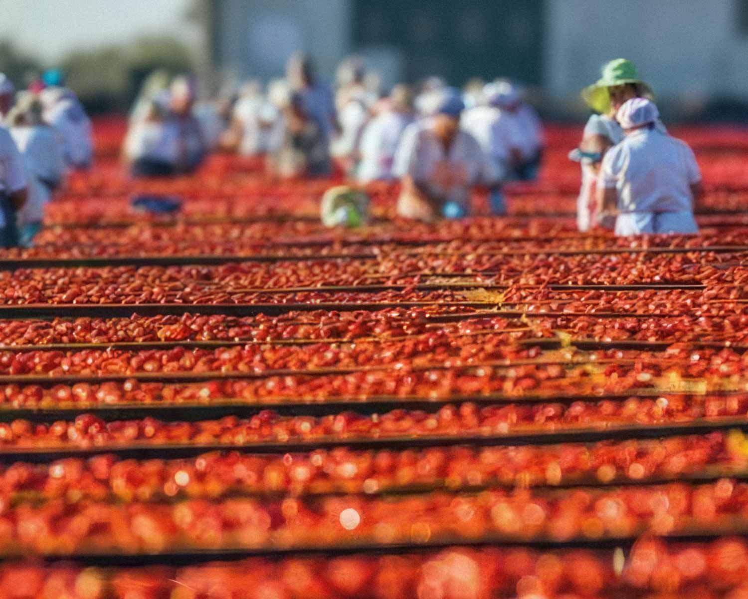 WISK Dubai - Italian Antipasti, I Contadini in UAE.