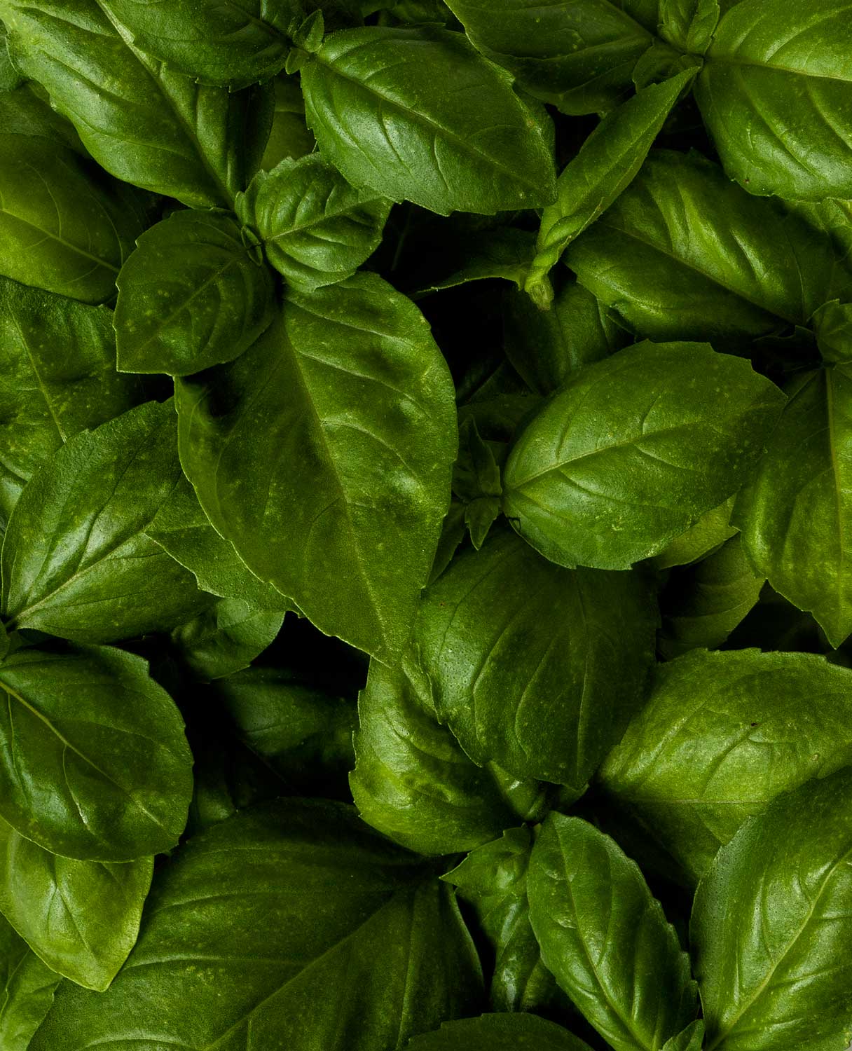 Soil-grown and hand reared microgreens, New Leaf in UAE, WISK Dubai