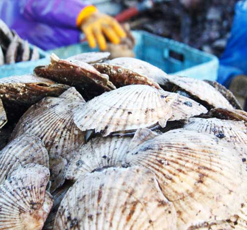 WISK Dubai - Frozen Japanese Scallops, Ichimonjiya Yosaburo in UAE