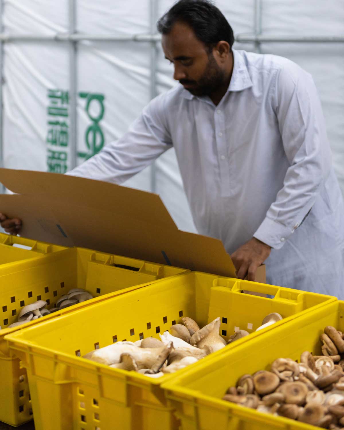 WISK Dubai - Fresh Premium Specialty Mushrooms, Below Farm in UAE.