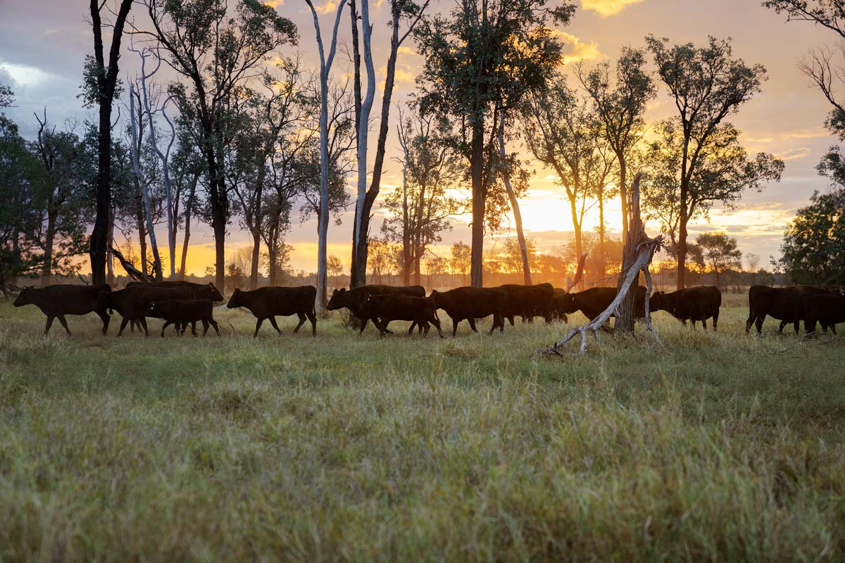 WISK Dubai - Australian Wagyu Beef, Westholme in UAE