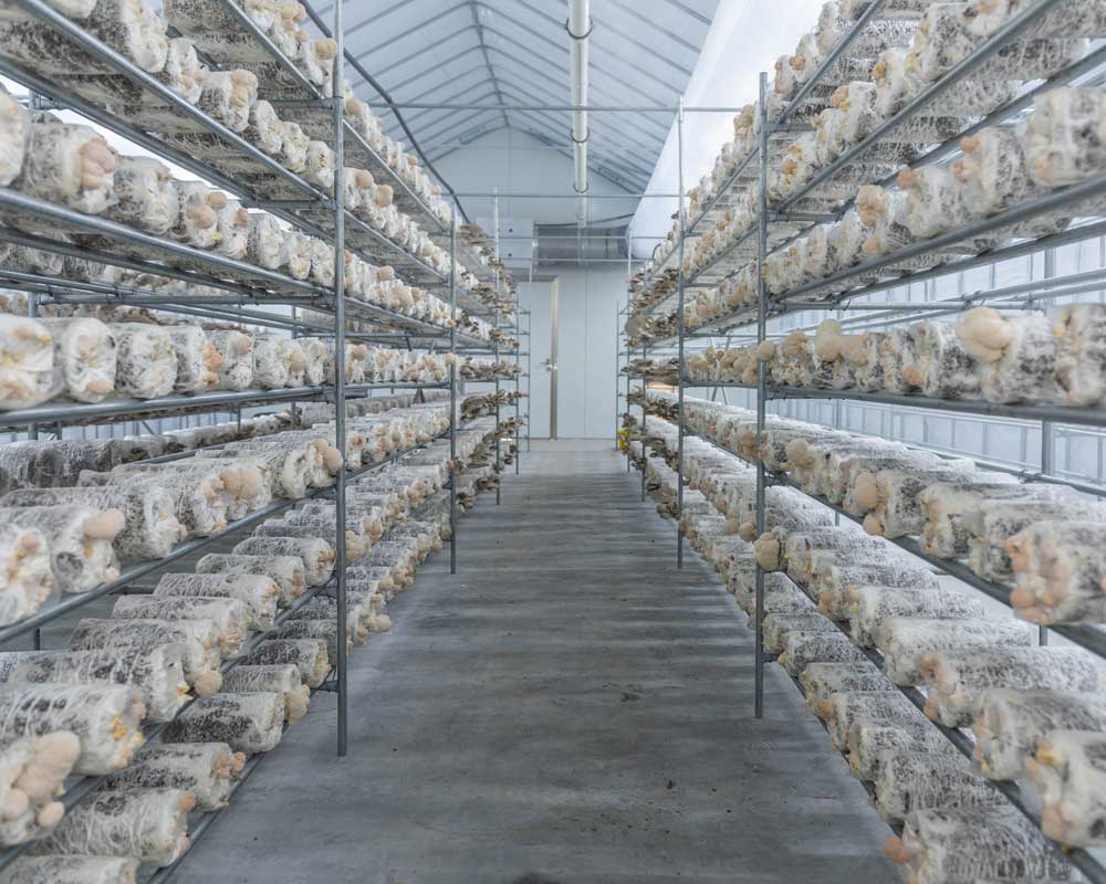 WISK Dubai - Fresh Premium Specialty Mushrooms, Below Farm in UAE.