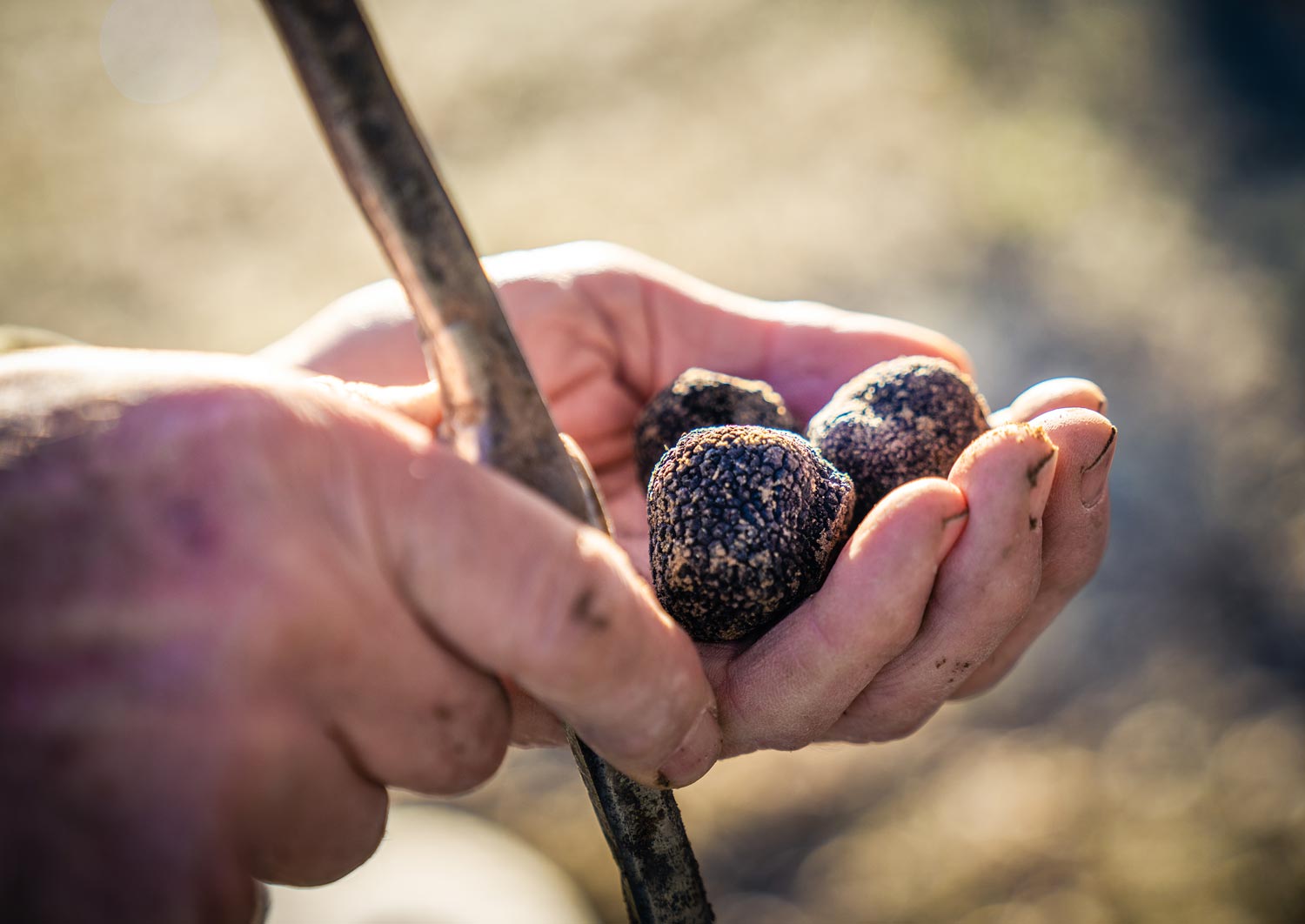 WISK Dubai - French Truffles, Preserved Truffle Products and Mushrooms ...