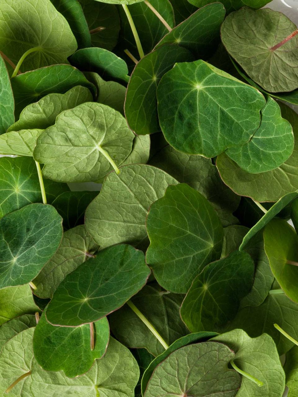 Wisk - Transformational Ingredients - Fine Food Distributor in United ...